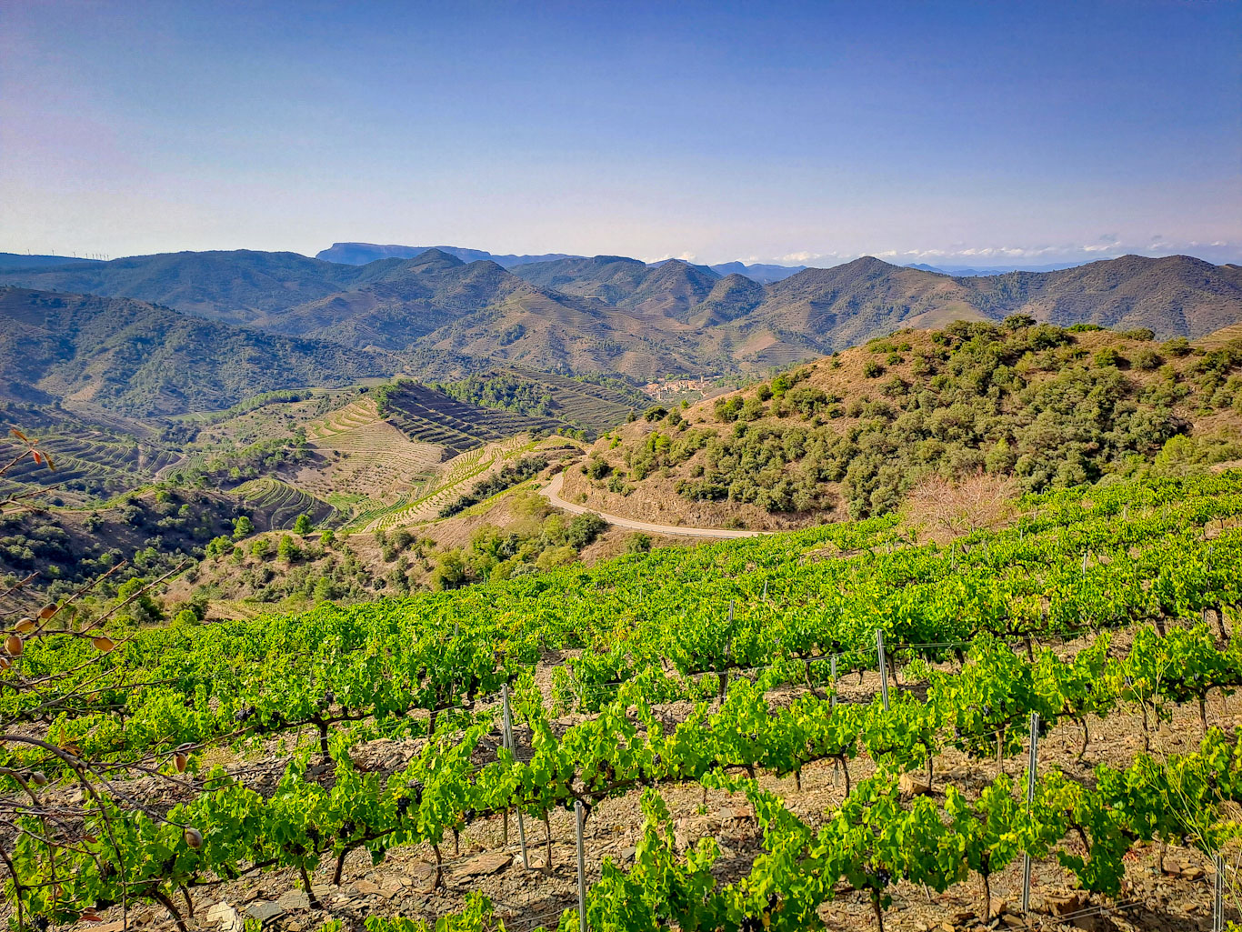 Private Wine Tour to Priorat - Barcelona Secrets Private Tour Guides